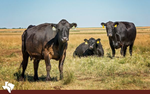 What Makes Brazilian Beef Taste Different Than Normal Beef?